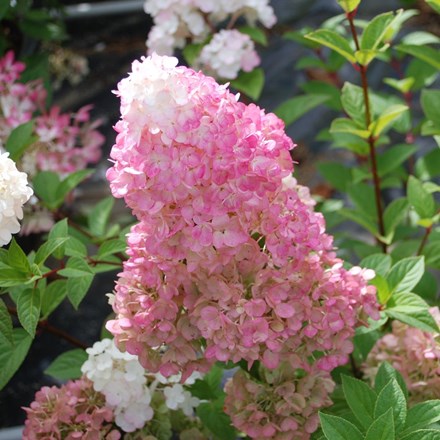 Buy Hydrangea:
