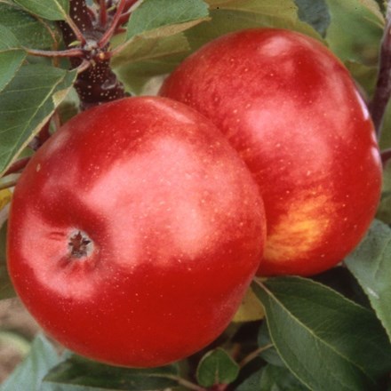 Fruit Trees and Plants by