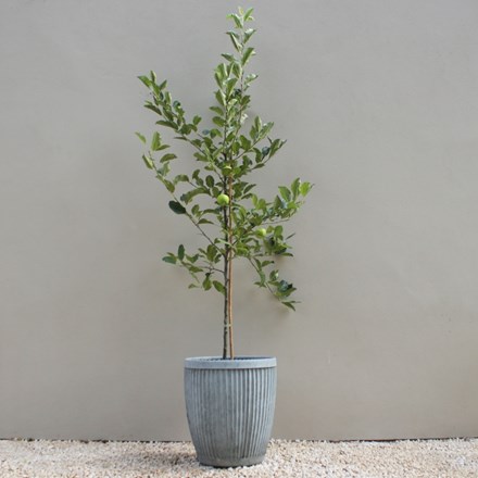 Fruit Trees and Plants by