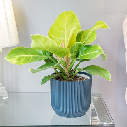 Buy Indoor Plants by