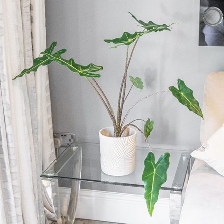 Buy Indoor Plants by