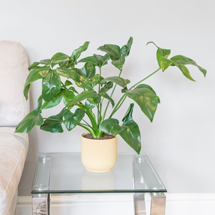 Buy Indoor Plants by