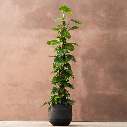 Buy Indoor Plants by