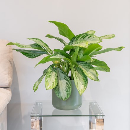 Buy Foliage indoor plants: