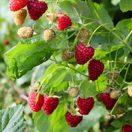 Buy Raspberries: