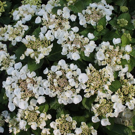 Buy Hydrangea: