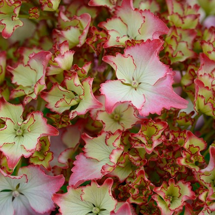 Buy Hydrangea: