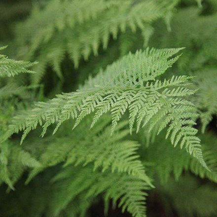Ferns by