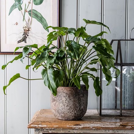 Buy Indoor Plants by